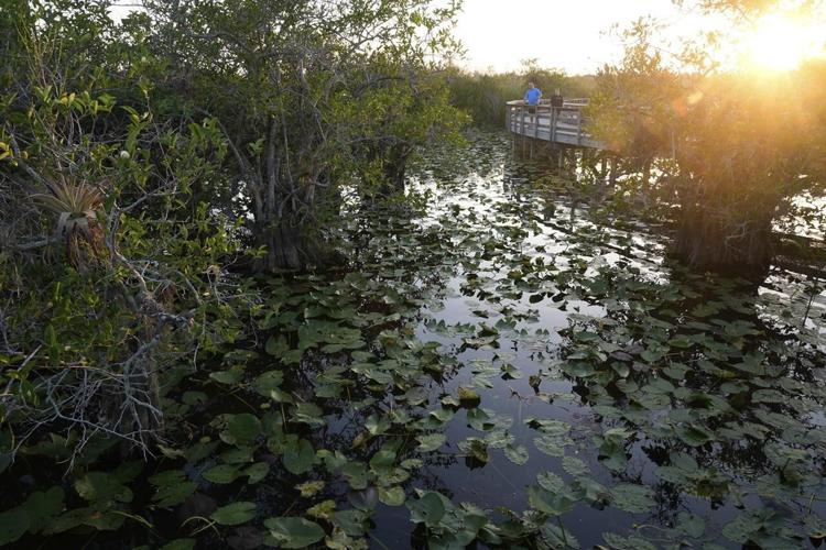 In Florida, a race is on to save the Everglades and protect a key ...
