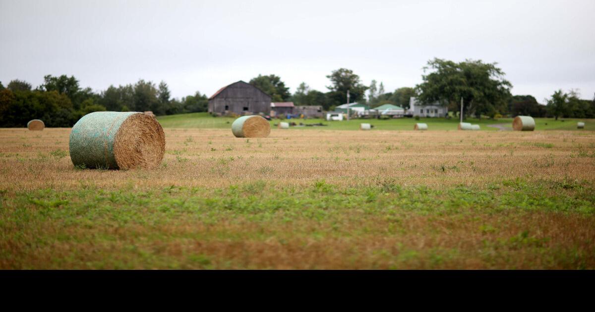 Police rule Toronto man’s death a homicide after body found in Pickering