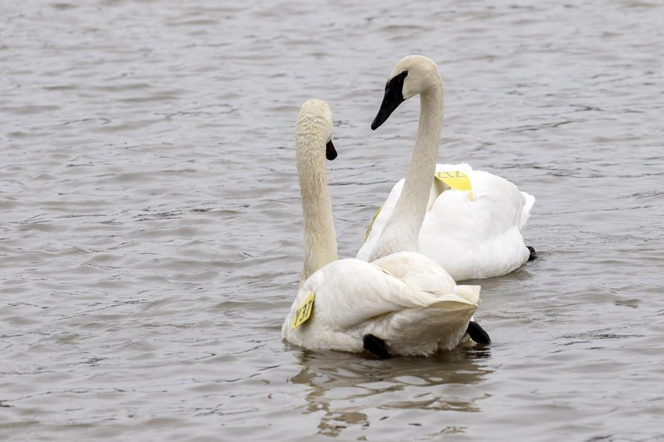 Watch: Mating swans reunited in rare dramatic video
