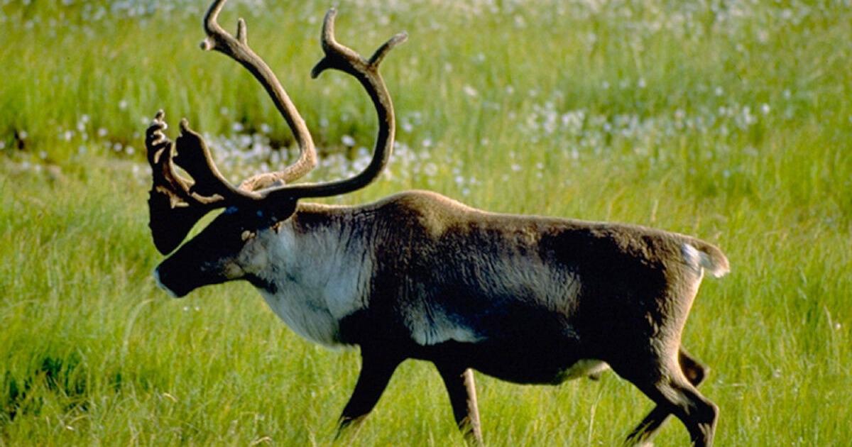 Environmental group demands greater transparency of federal caribou plan