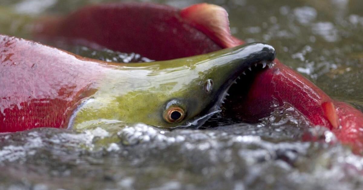 Trans Mountain spill would put struggling Fraser River salmon at risk