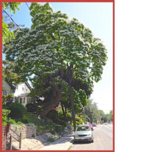 The hunt is on for Toronto’s favourite trees