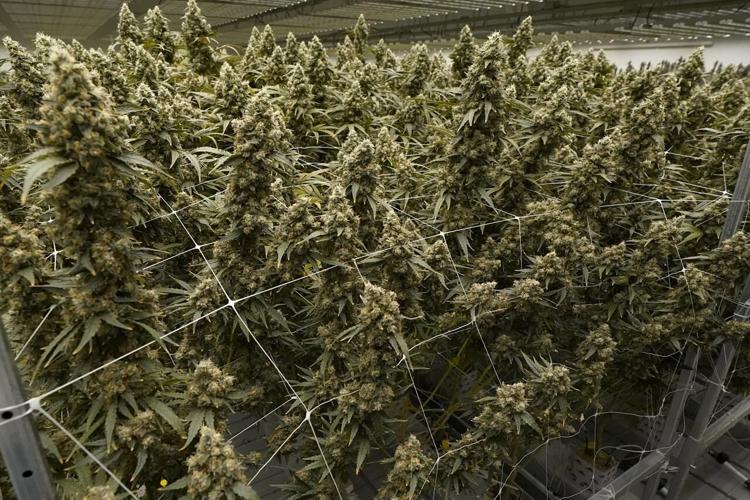 1st legal medical marijuana sales are made in Mississippi