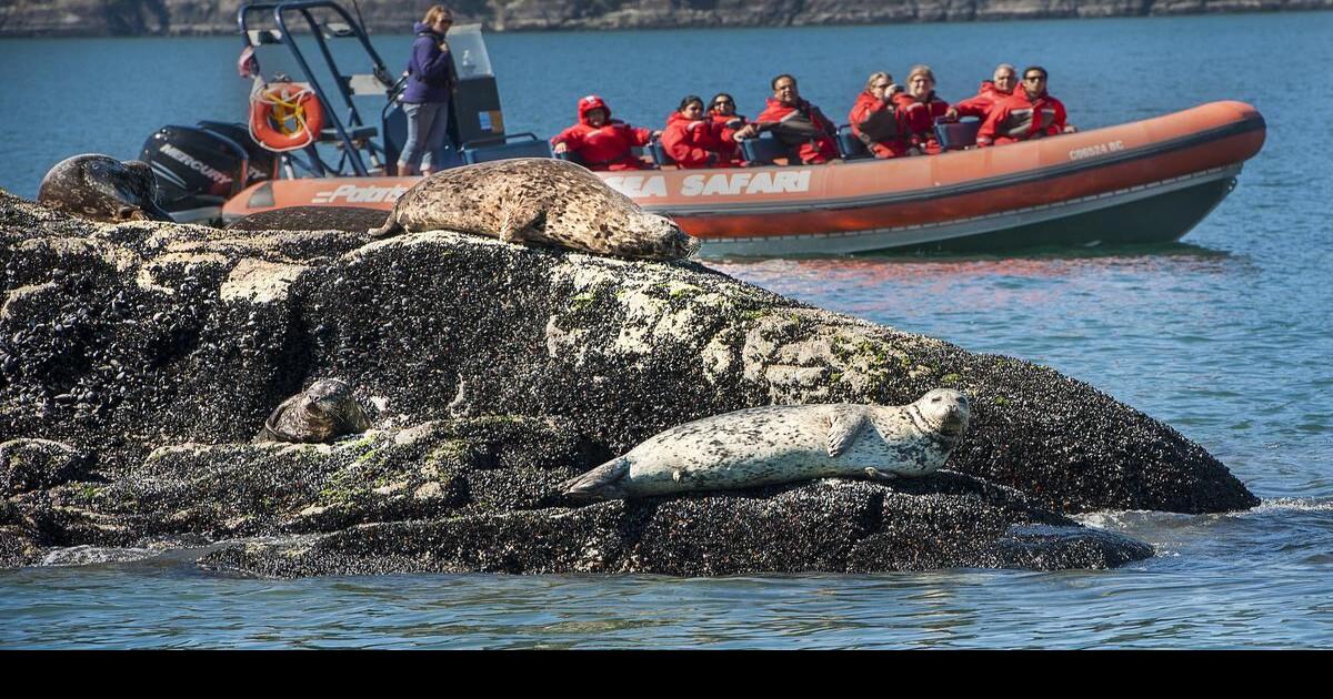 Rescue in the works for B.C. sea lion with thick plastic band around ...