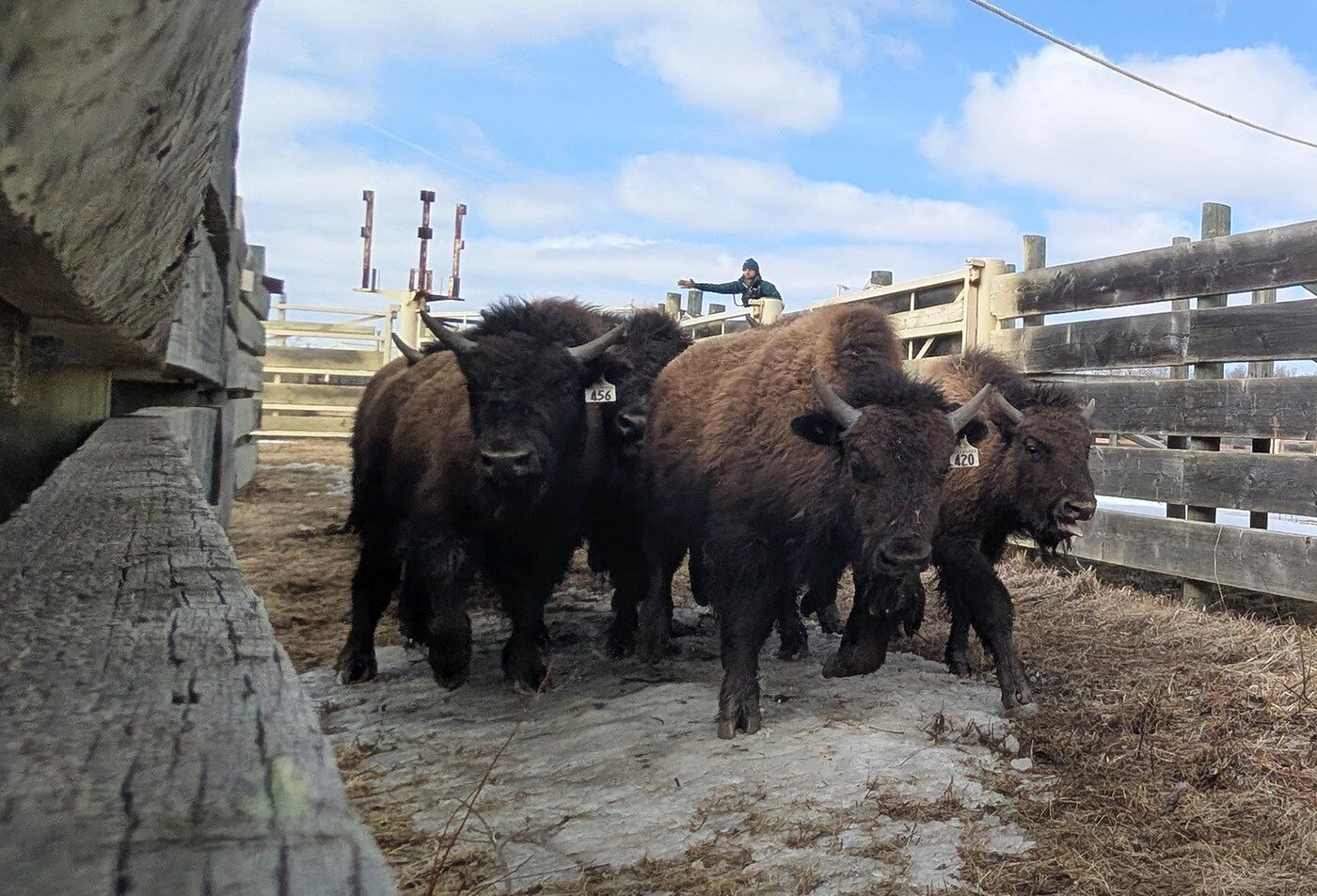 Oh, give me a home: Alberta-raised wood bison calves safely relocated ...