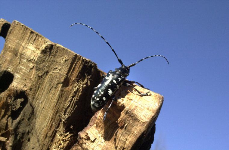 Ontario’s maple trees threatened by longhorn beetles, environment ...