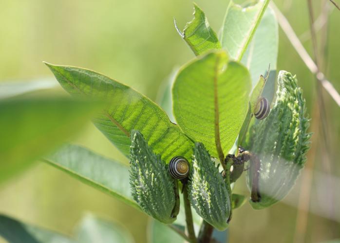Toronto’s oasis of beautiful wildlife is getting wilder