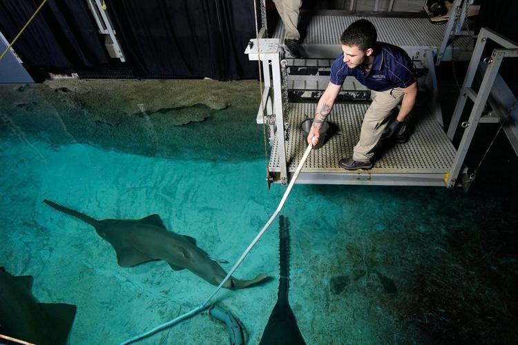 There are sharks in Las Vegas feasting on hundreds of pounds of fish ...