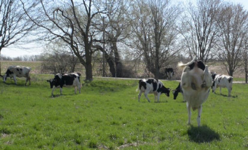 When these Ontario dairy cows see spring pasture for the first time ...