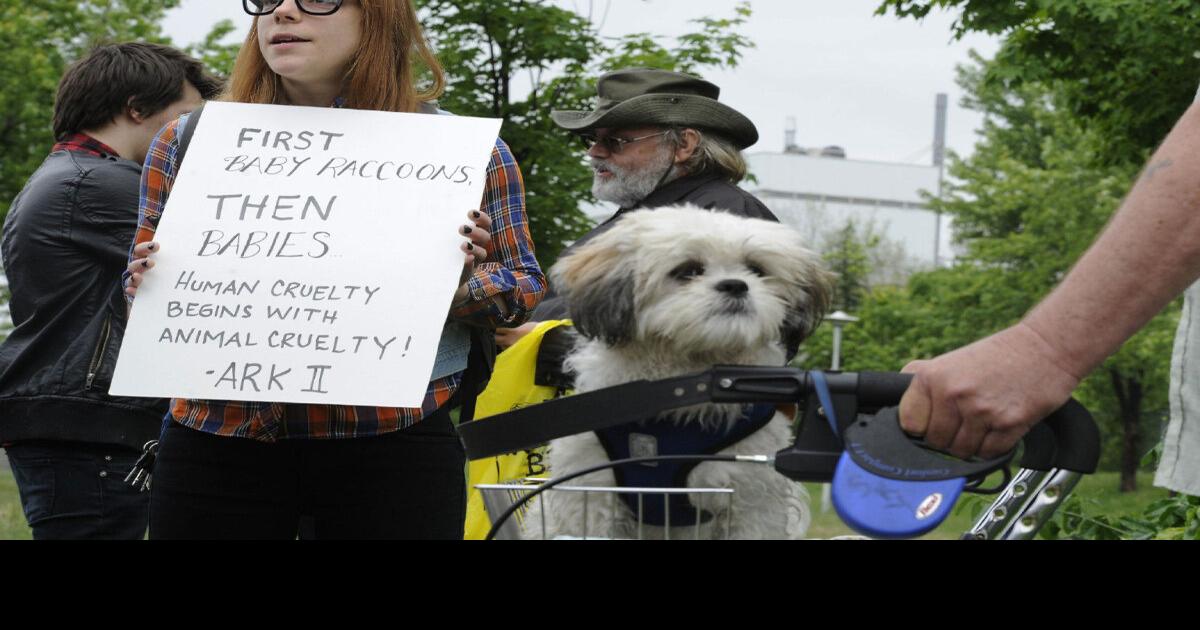 Small but feisty rally tackles raccoon issues