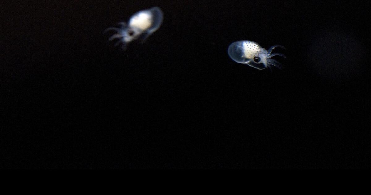 Hundreds of baby octopuses hatch at Vancouver's aquarium
