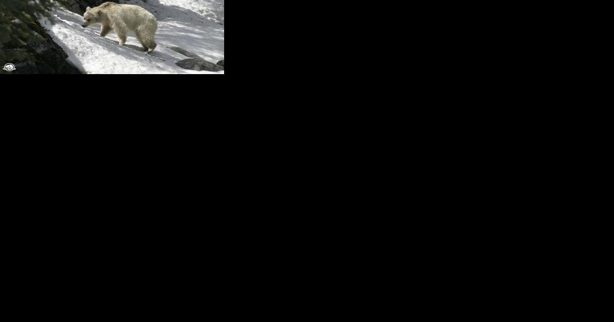 albino grizzly bear sent to antarctica