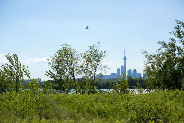 Toronto’s rivers of life