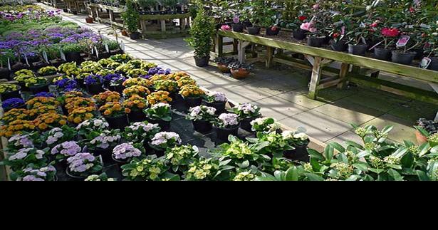 'Grow it yourself' trend spurs plant sales