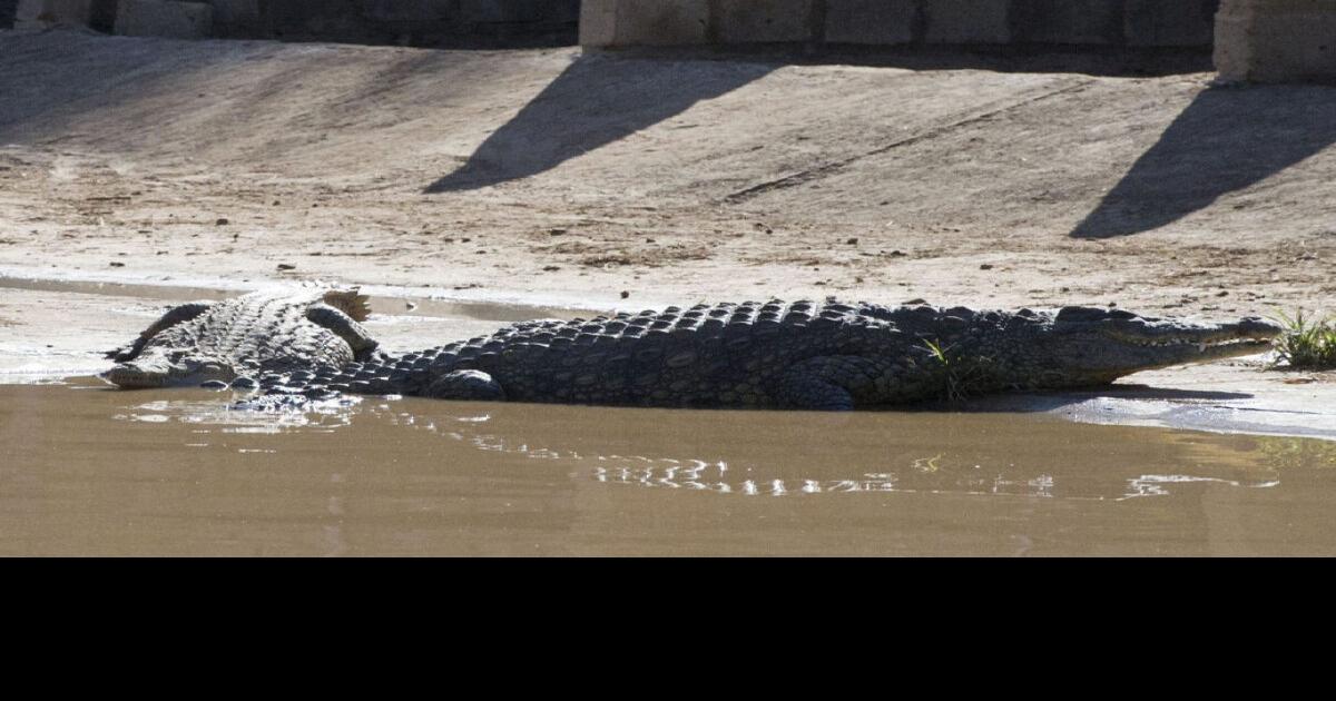 Thousands of crocodiles escape farm after flooding in South Africa