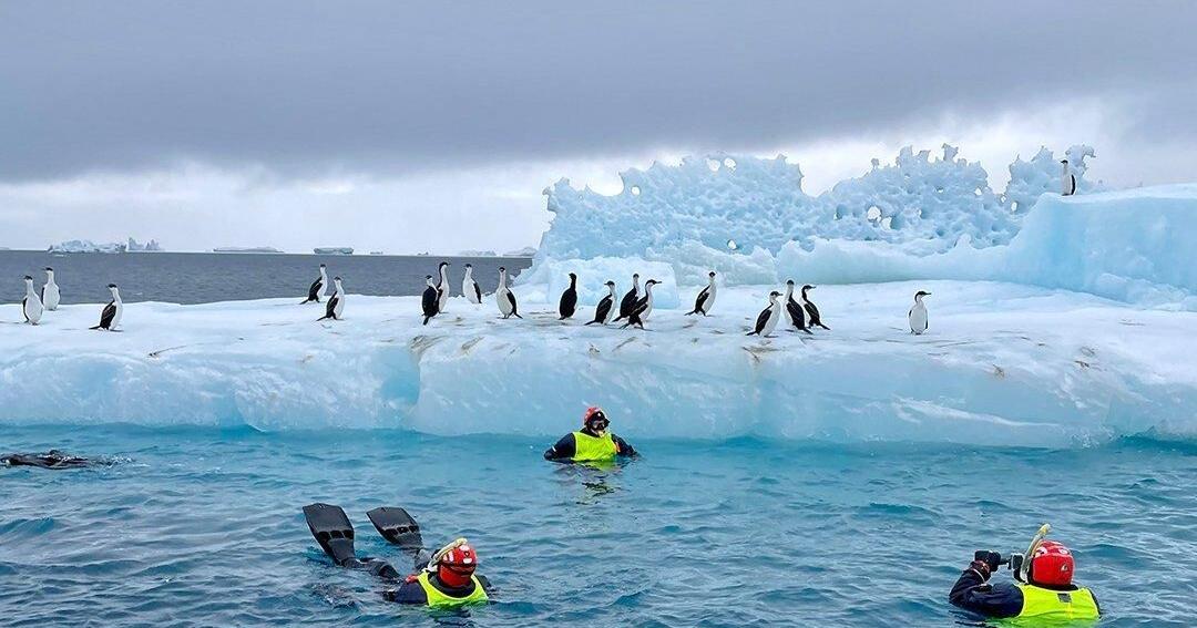 Snorkelling in Antarctica, the ultimate polar dip