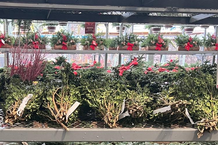 The secret to keeping your holiday greenery fresher longer