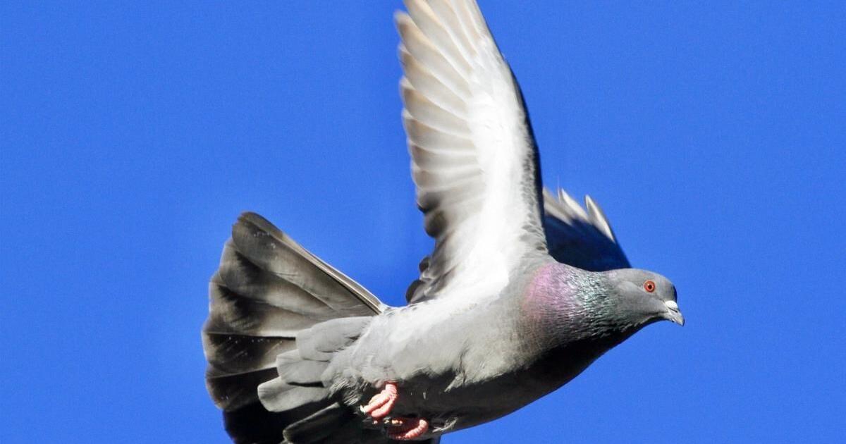 Rock pigeons are to be admired — as long as you’re not underneath the ...