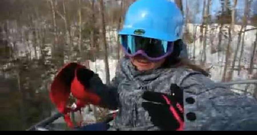 What is the origin of Collingwood’s Blue Mountain bra tree?