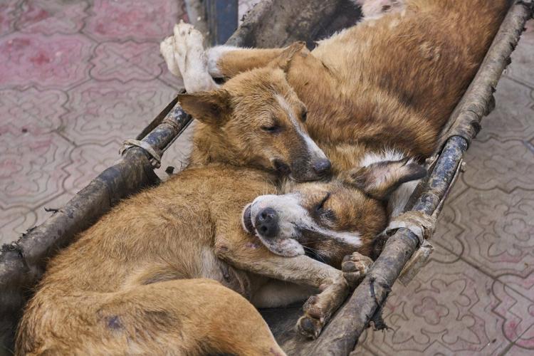 Photos of stray dogs in Indian-controlled Kashmir and attempts to ...
