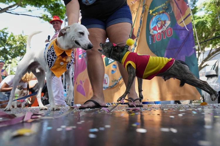Dogs parade at Rio Carnival as their owners protest against animal cruelty