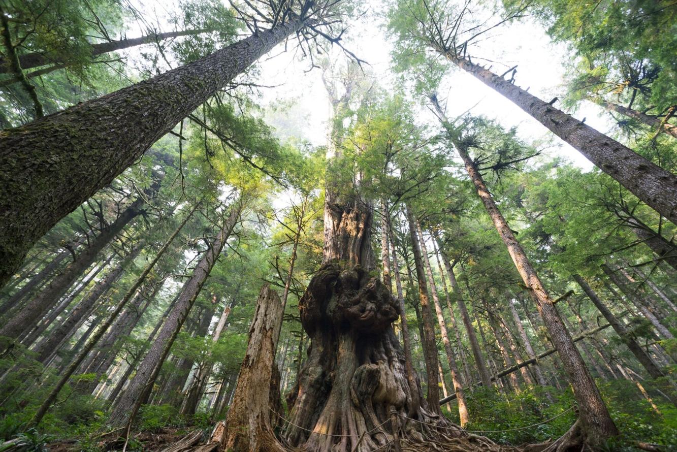 Visit Port Renfrew, B.C., the tall trees capital of Canada