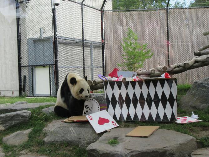 Toronto Zoo’s giant panda celebrates birthday