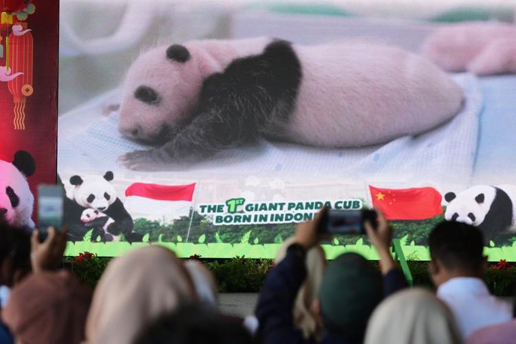 Indonesia's panda cub Rio thriving 40 days after birth
