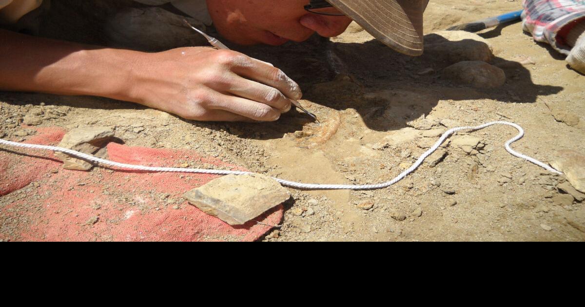 Why a 5-million-year-old Arctic fox fossil was found in the Himalayas