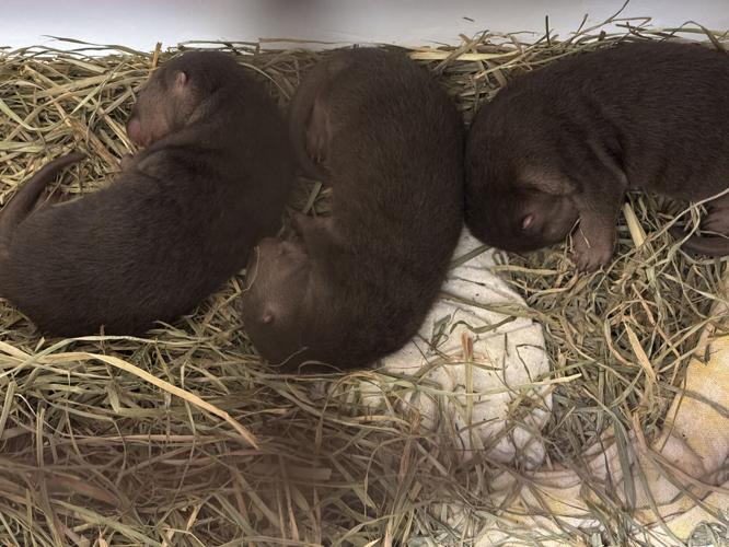 Otter pups born at Toronto Zoo given their names