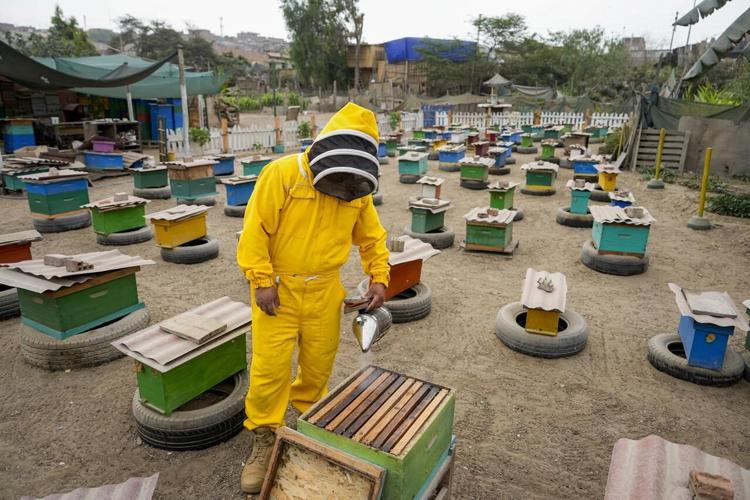 Bee 'rescuer' in Peruvian capital plies his trade with passion, free of ...