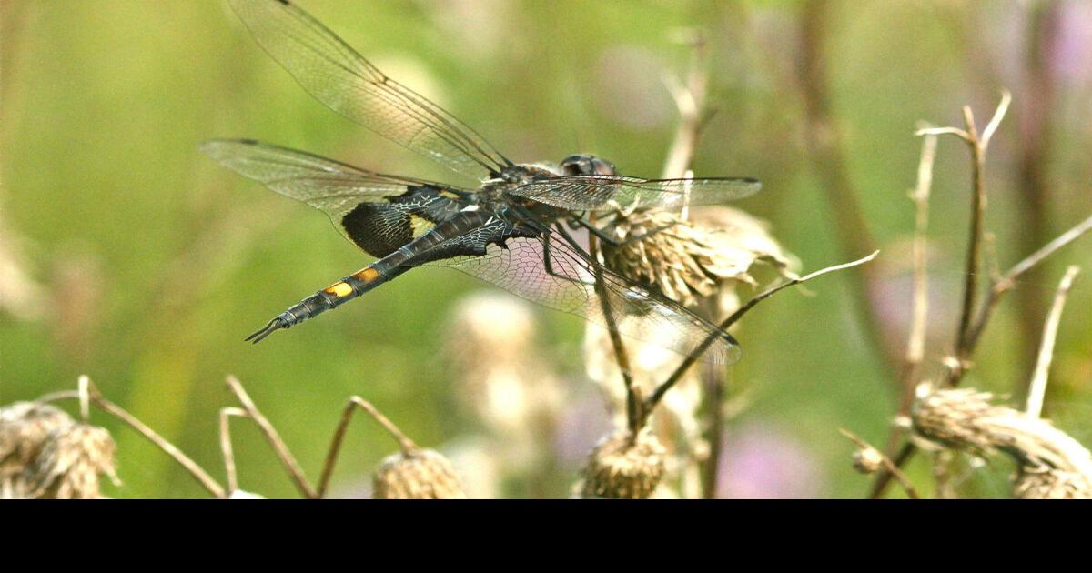 Wild in the City: Dragonfly migration makes an awesome aerial encounter