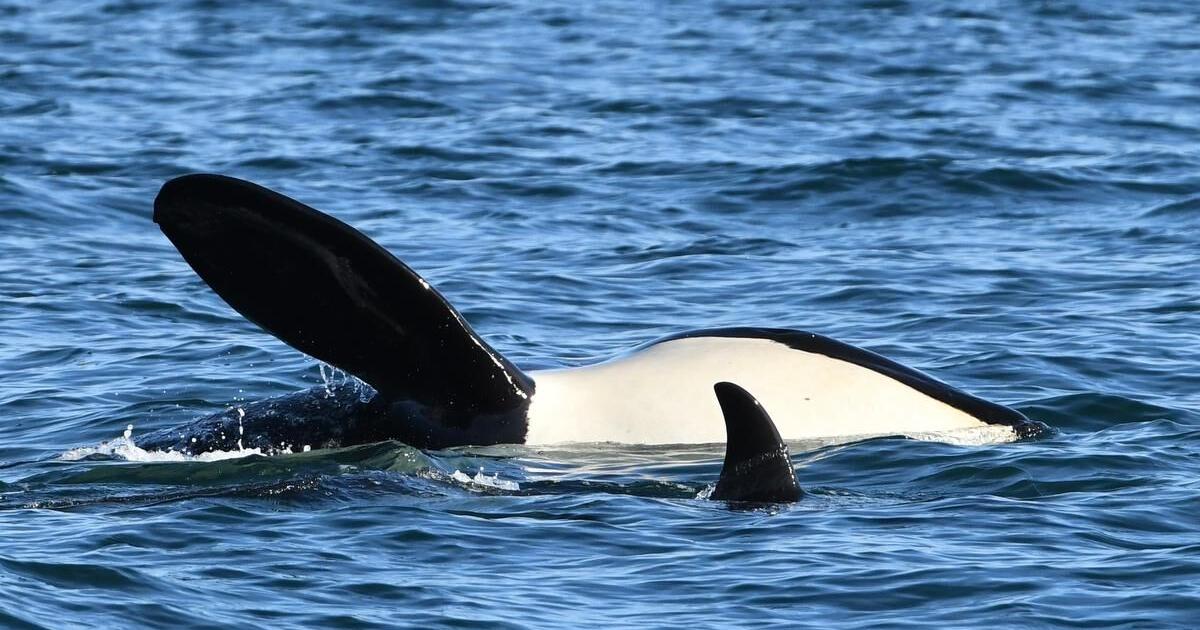 Orca matriarch dies, leaving endangered family in limbo