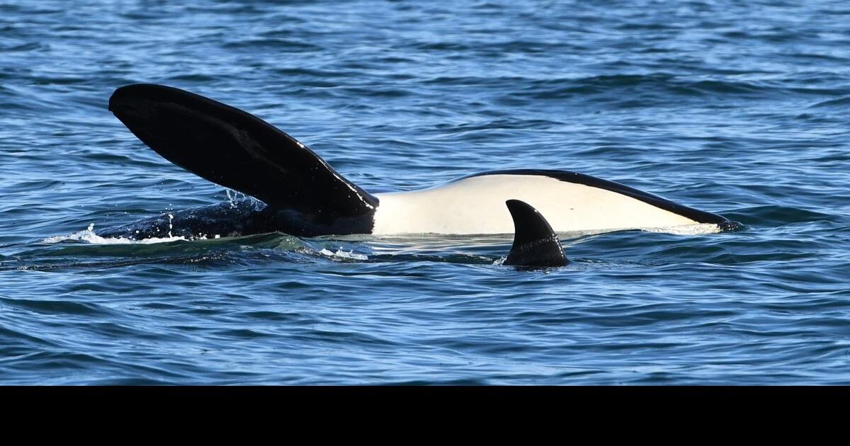 Orca matriarch dies, leaving endangered family in limbo