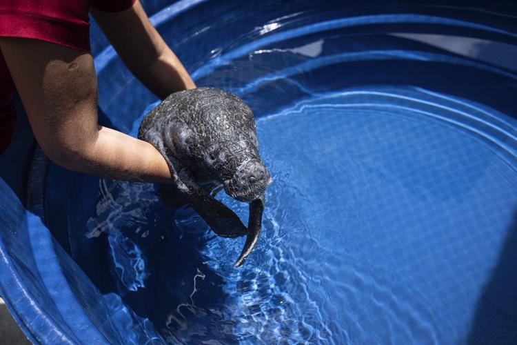 Hope floats in the Amazon as Bacuri, a young manatee, fights for survival