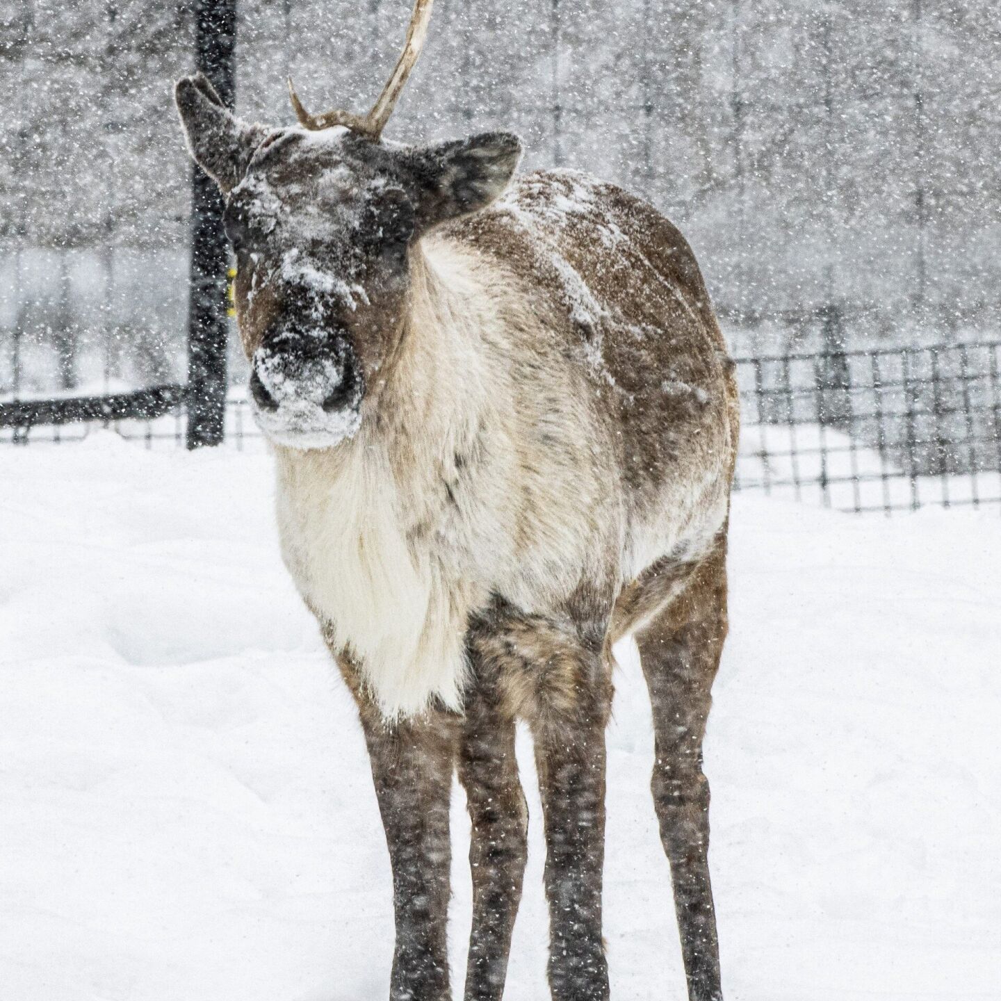 Toronto Zoo welcomes two caribou in a family herd reunion