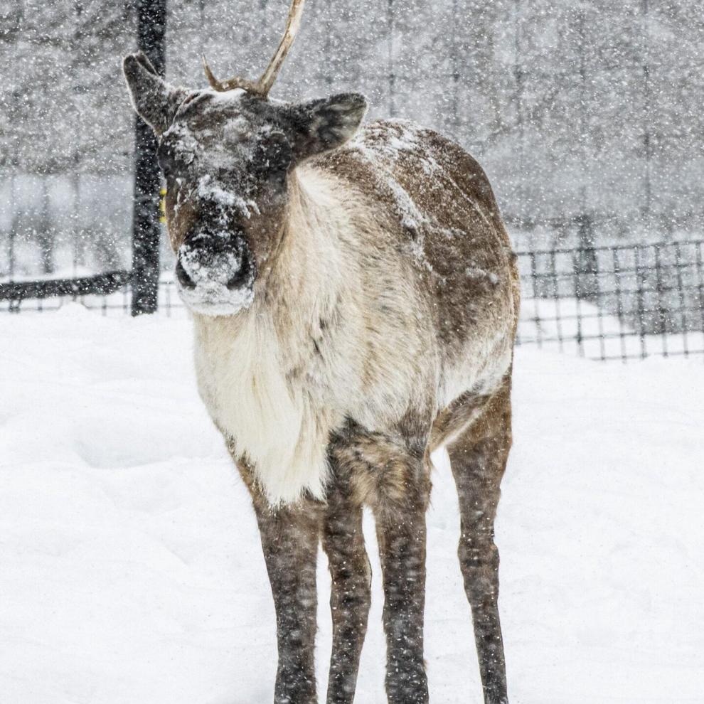 Toronto Zoo welcomes two caribou in a family herd reunion
