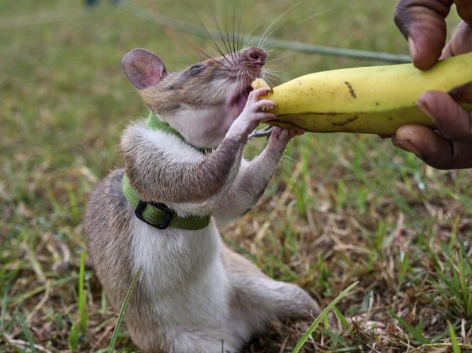 Land mines and tuberculosis are no match for Tanzanian ‘hero rats ...