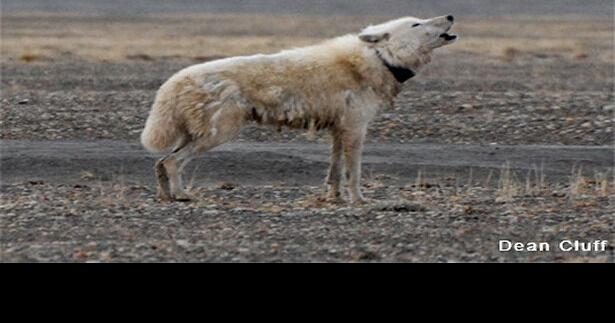 Winter habits of northern wolves revealed