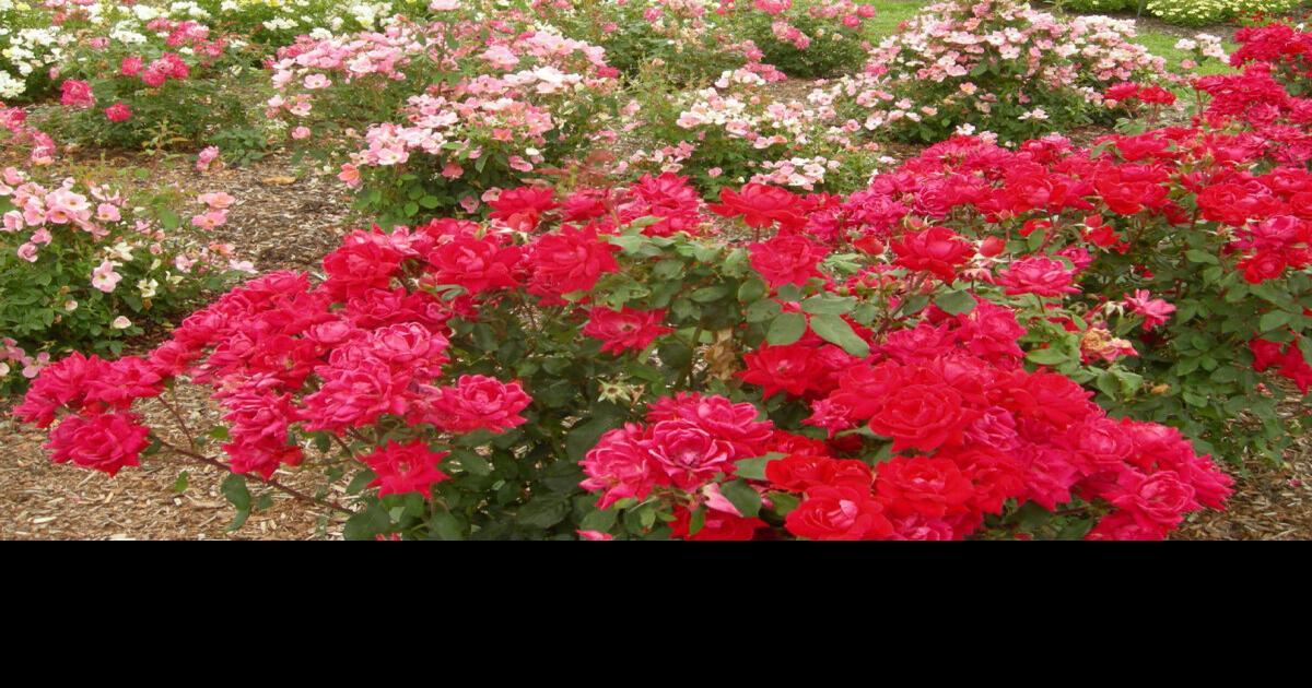 Landscape Ontario gives a sneak peak of next year's new greenery