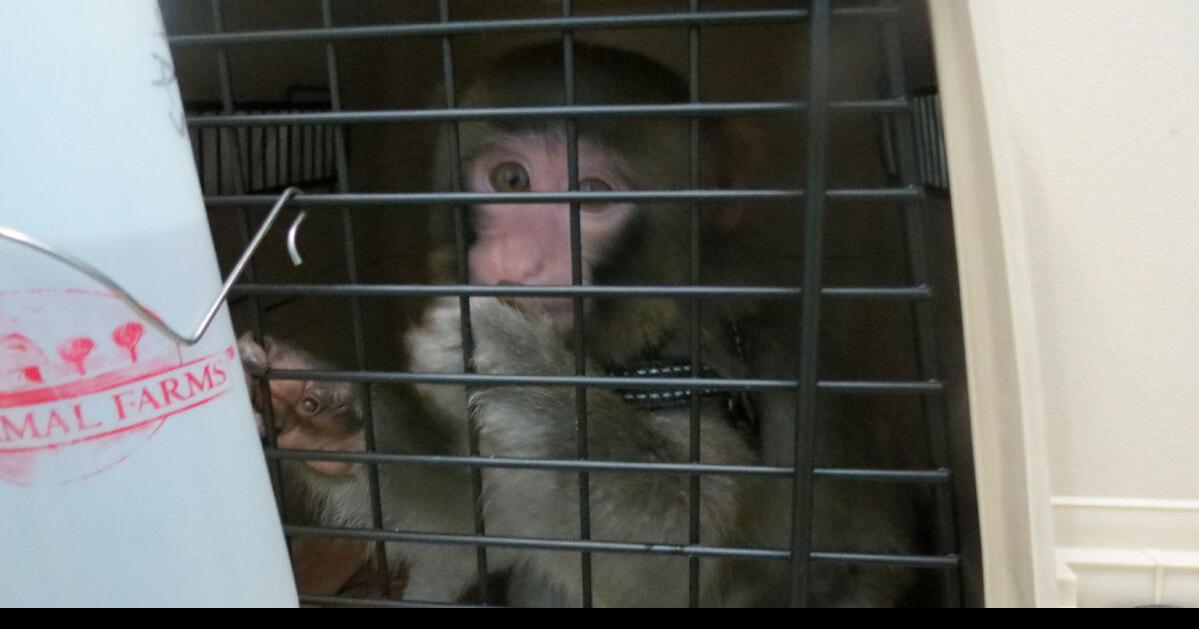 Ikea monkey Darwin as seen on home videos