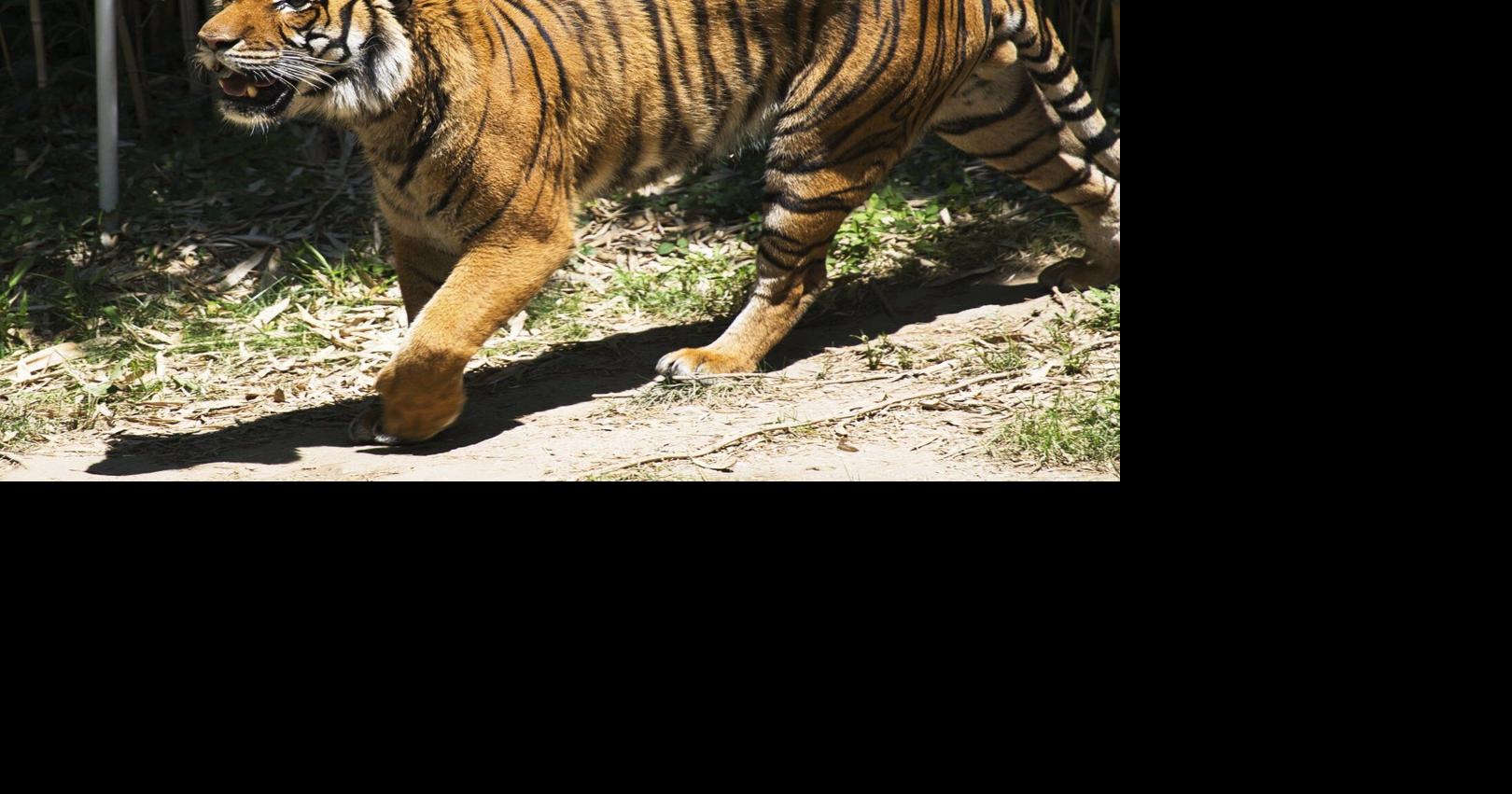 Tiger poachers use fishing boats to smuggle body parts out of Malaysia ...