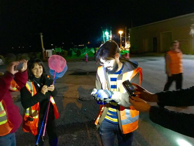 Volunteer puffin patrol in Newfoundland rescues wayward babies and ...