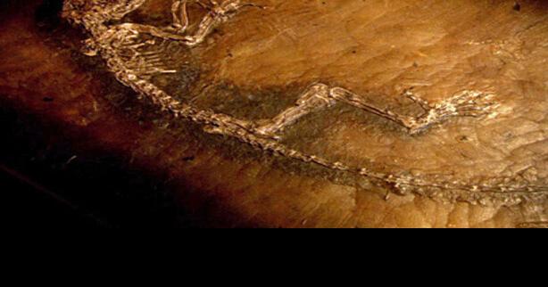 47 million year-old fossil reveals last supper