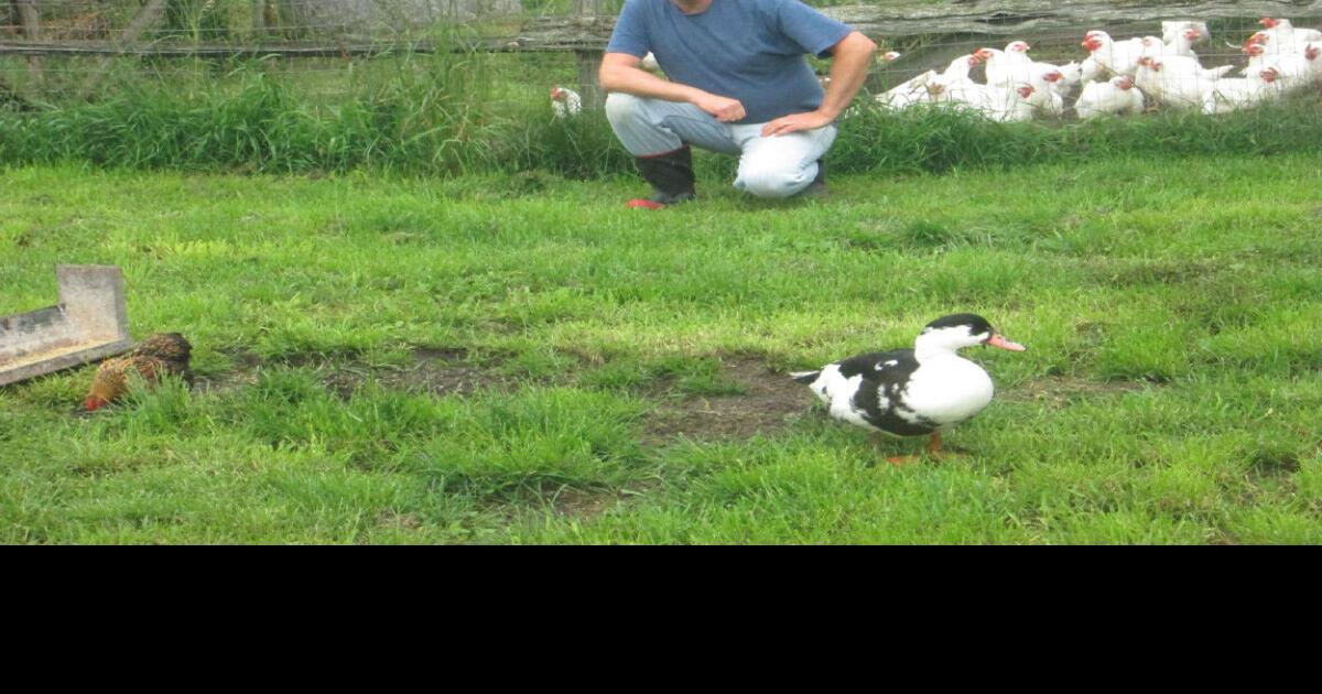 Drake the duck is his own bird