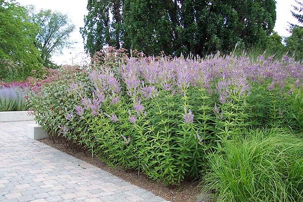 Grow it: Fascination Culver's Root