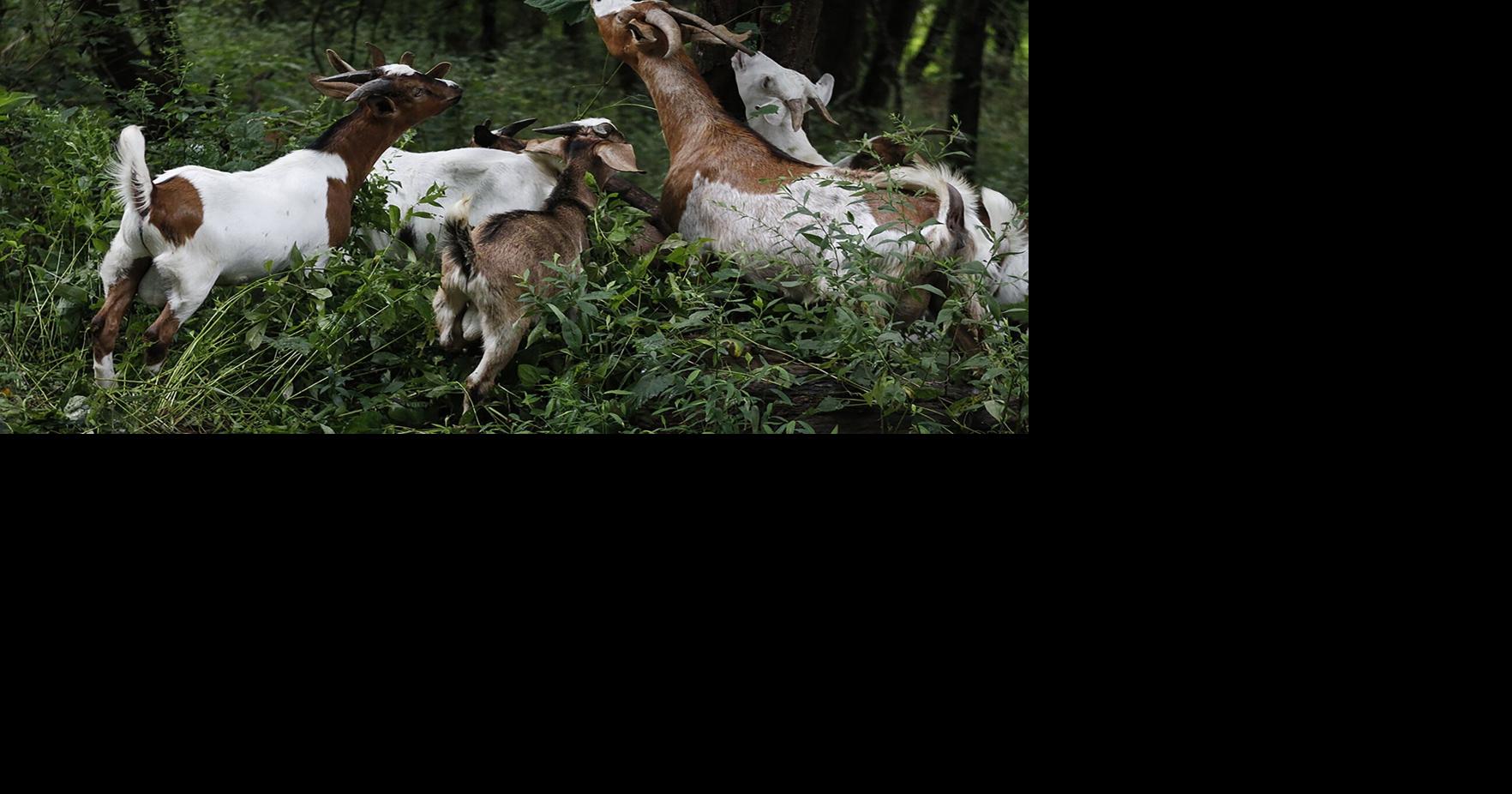 City deploying ‘eco-herd’ of goats at Toronto park