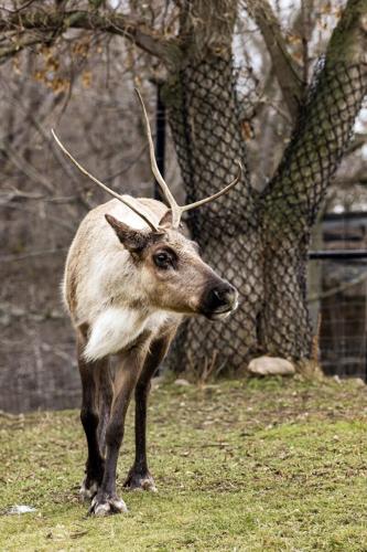 Reindeer at the Toronto Zoo have fun with trees