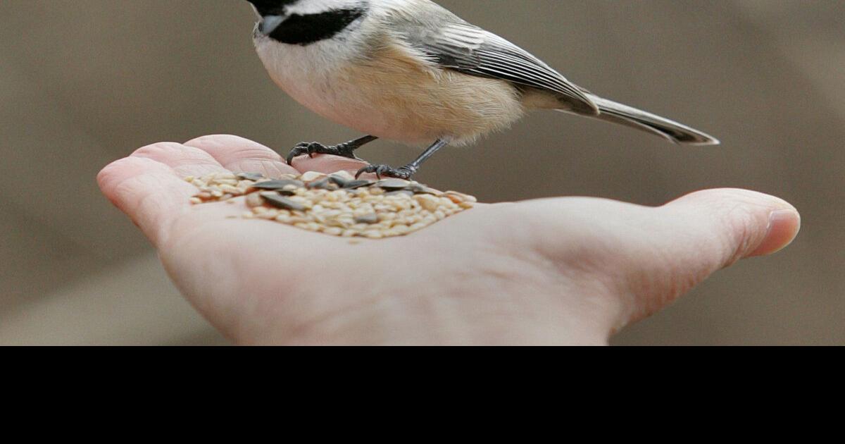 Citizen scientists and the birds we watch