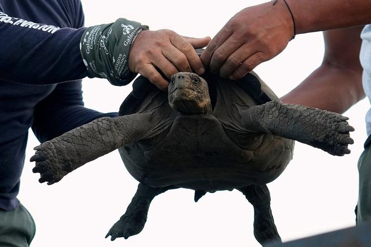 Galápagos park releases 158 juvenile hybrid tortoises on Floreana to ...